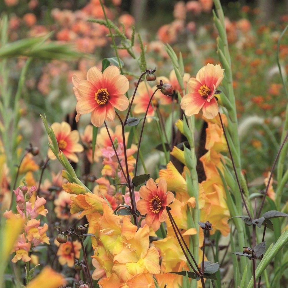 Zomerbloeiers - Tuinen-shop | Alles voor de tuin