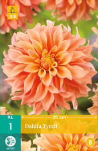 Dahlia Tyrell - Bloembollen en knollen - Tuinen-shop.nl