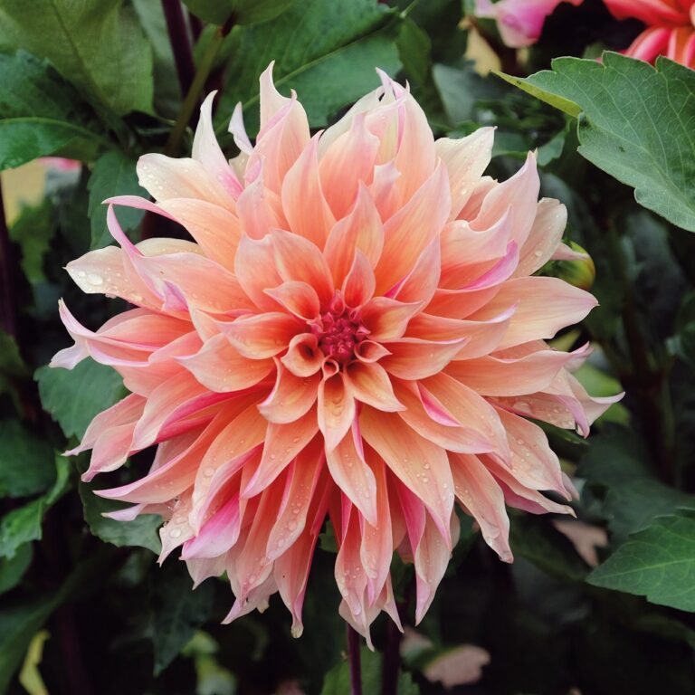 Dahlia Belle of Barmera - Bloembollen - Tuinen-shop.nl