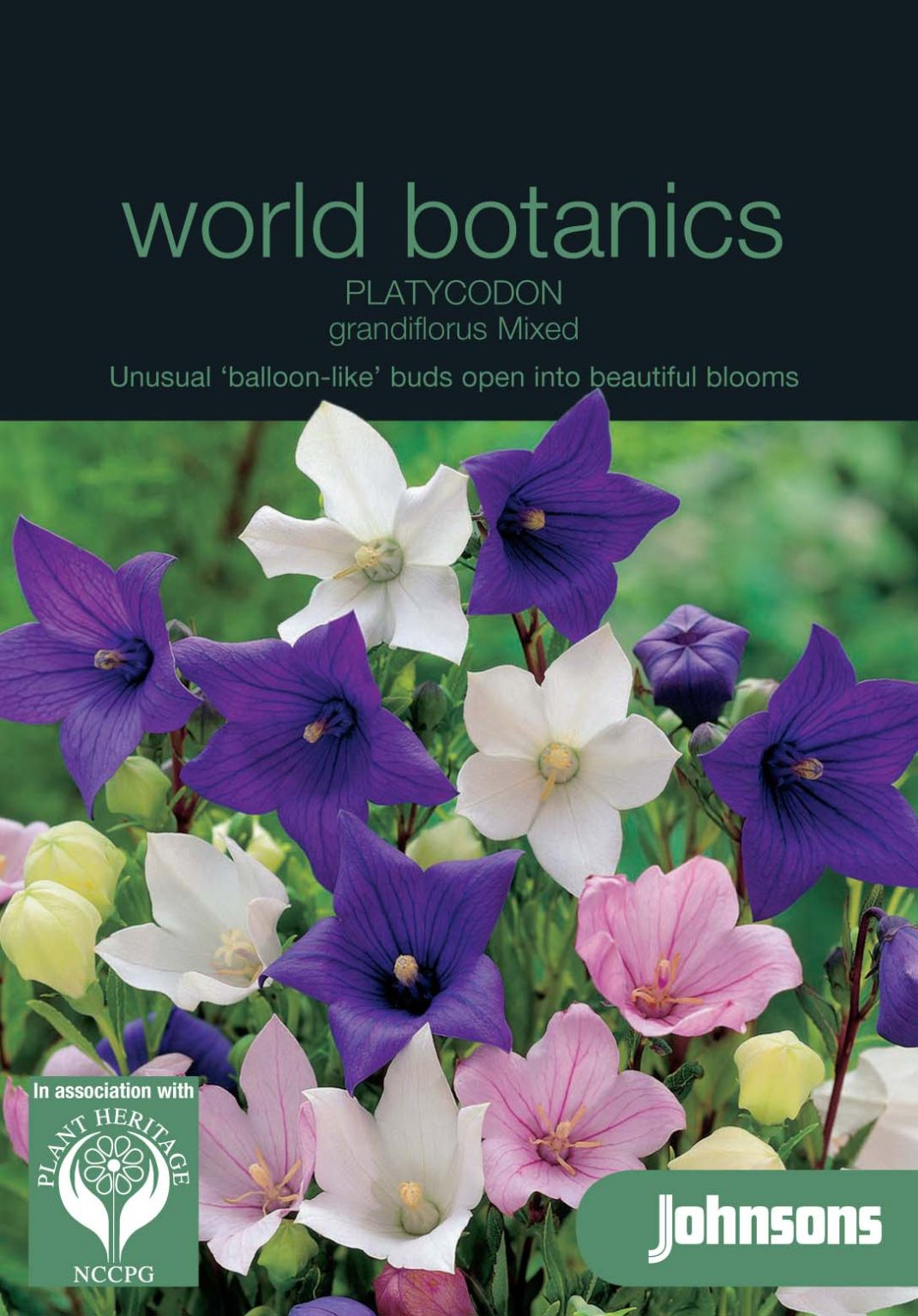 Platycodon Grandiflora Mixed | Tuinen-shop.nl