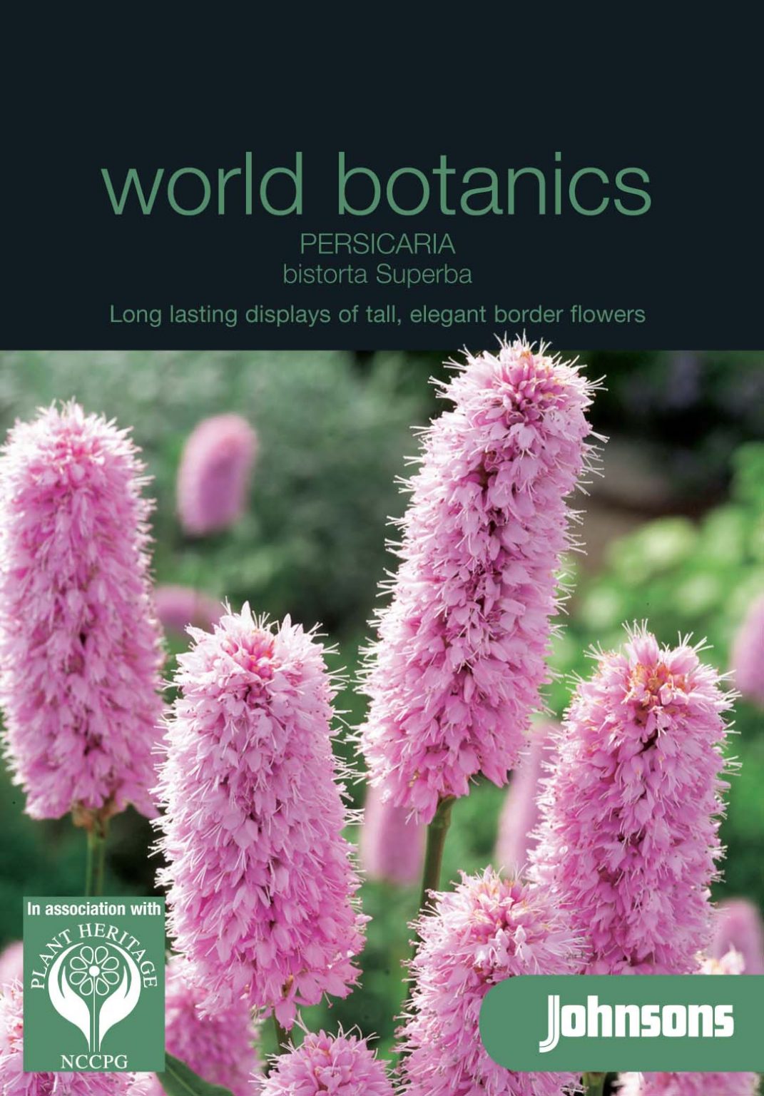 Persicara bistorta | Tuinen-shop.nl