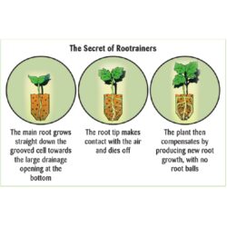 Compact Rapid Rootrainers kweektray - 20 cellen - Tuinen-shop.nl